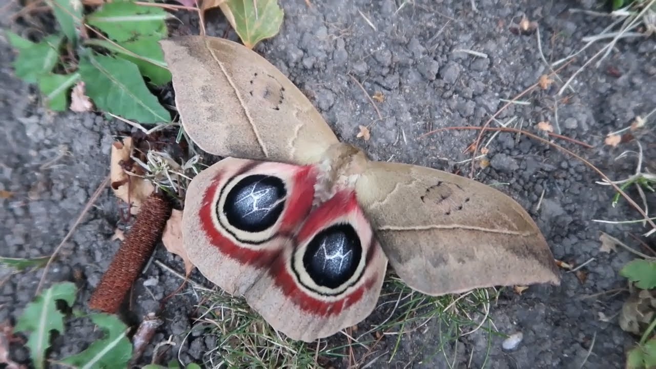 FAT Big Automeris: another awesome Automeris metzli - YouTube