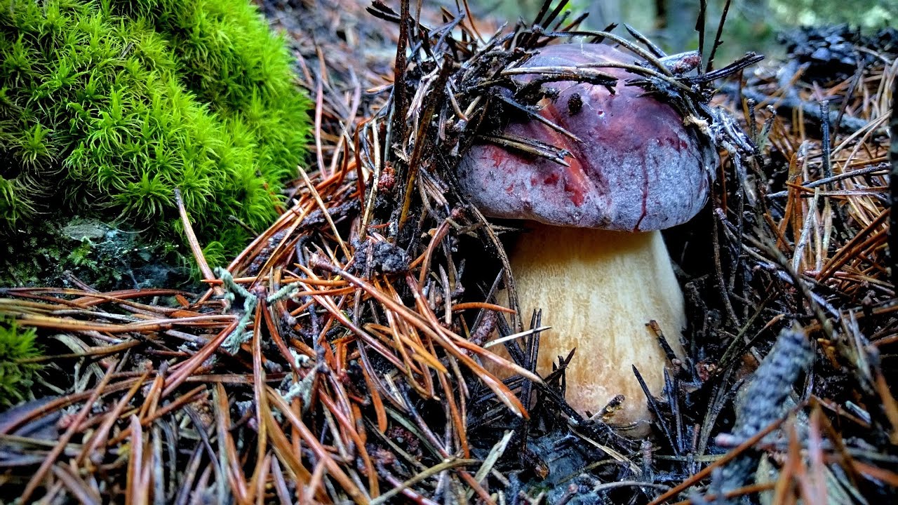 Porcini 2023- Funghi enormi fra gli aghi - YouTube
