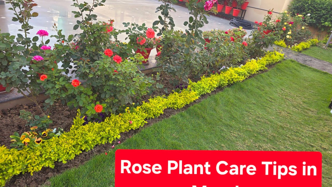 ROSE Get More Basal Shoots, More Buds & Bumper Growth in March ...