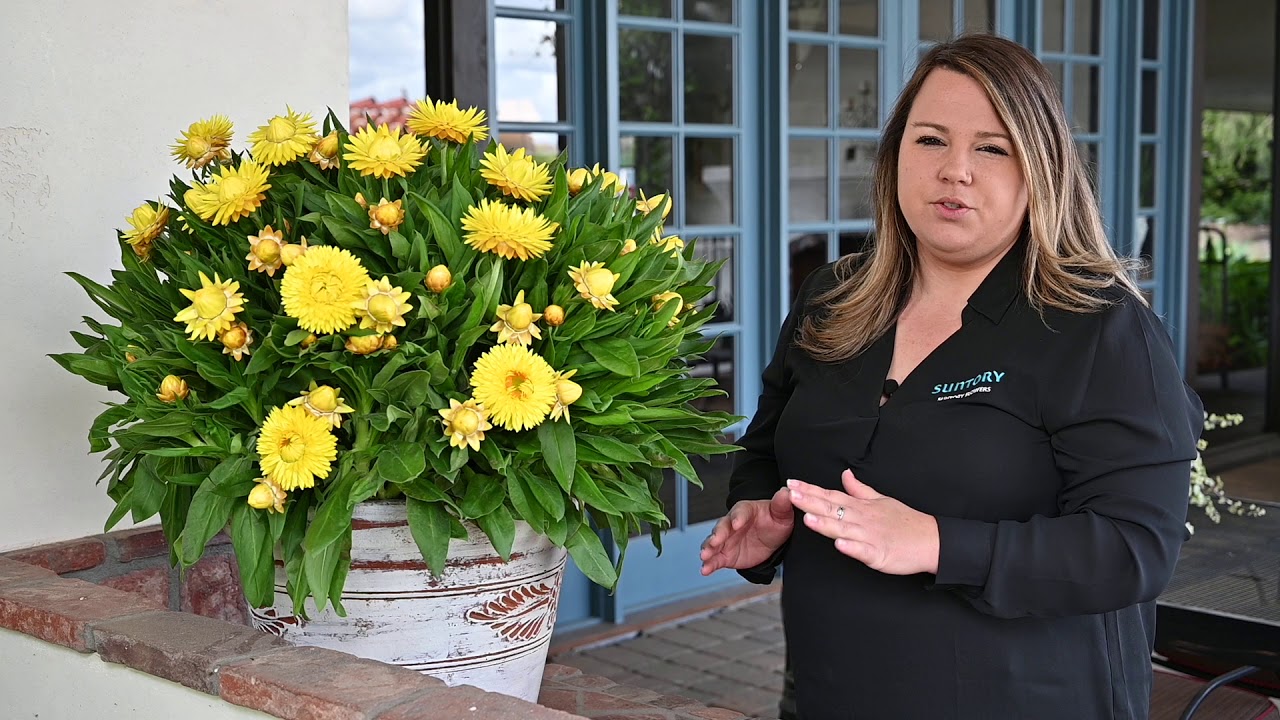 Bracteantha Granvia Gold, the supersized straw flower! - YouTube