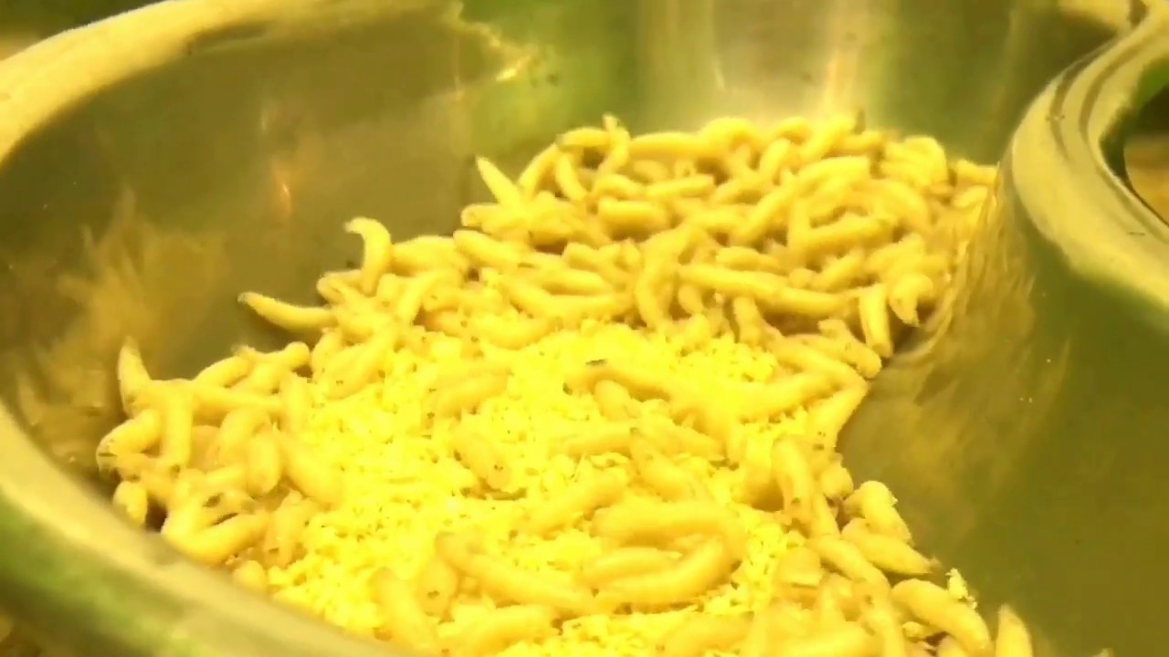 3- London Zoo Bugs and Reptile House ZSL - YouTube