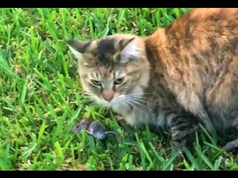 Mi gata cazando raton - YouTube