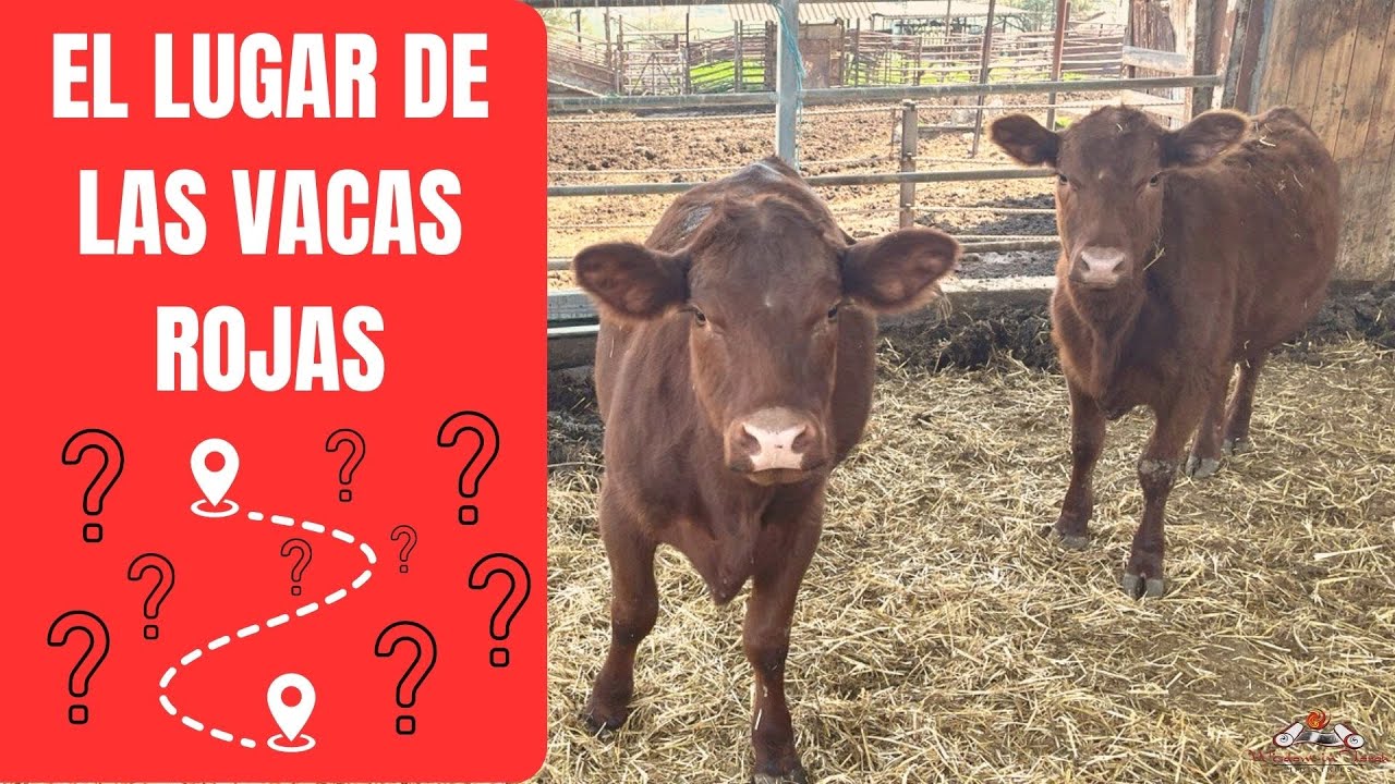 Rico Cortes Visita el Lugar de Las Vacas Rojas en Israel - YouTube