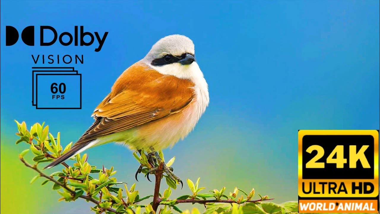 24K HDR 120fps Dolby Vision with Animal Sounds (Colorfully Dynamic) Tv ...