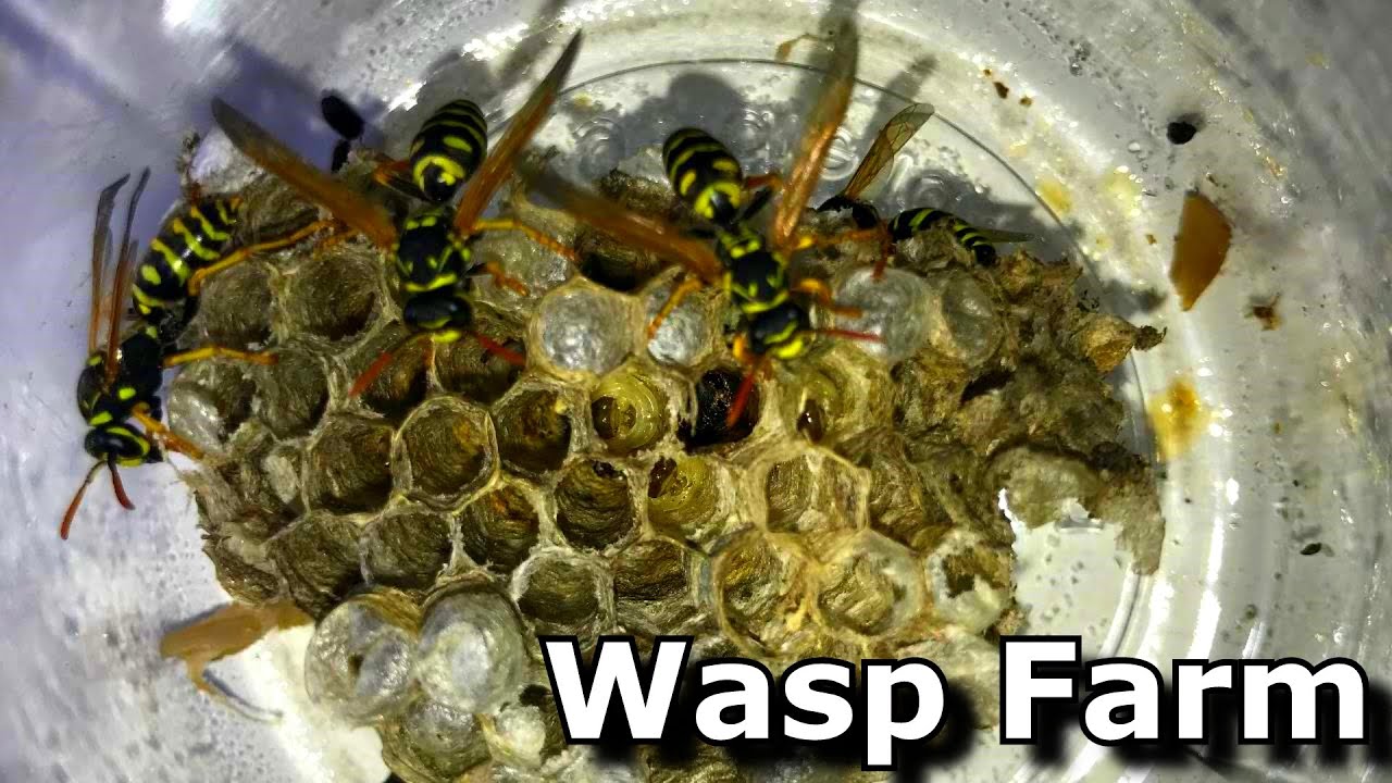 Wasp Farm. The Extraordinary Life Cycle of a Wasps Colony - YouTube
