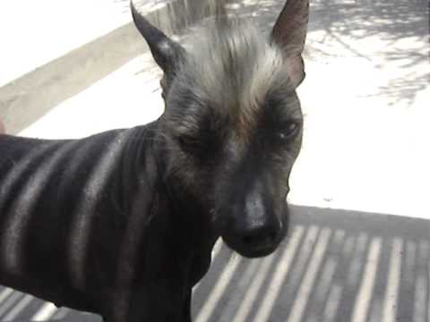 peru- Viringo (perro tradicional de la cultura moche- chimu) - YouTube