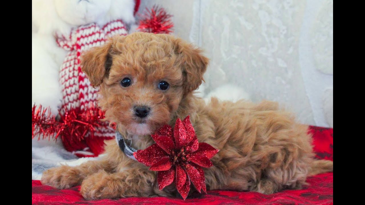 Bichpoo Puppies for Sale - YouTube