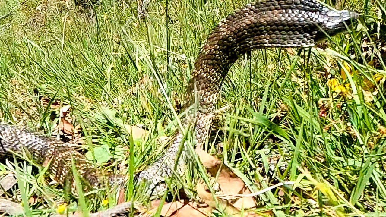 Beware The Deadly Tiger Snake - YouTube