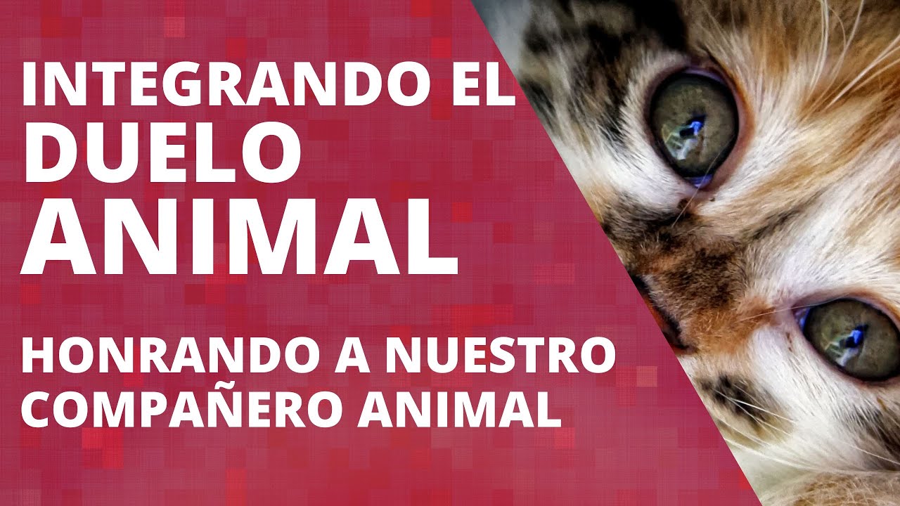 🐾 Integrando el Duelo Animal. HONRANDO A NUESTRO COMPAÑERO ANIMAL - YouTube