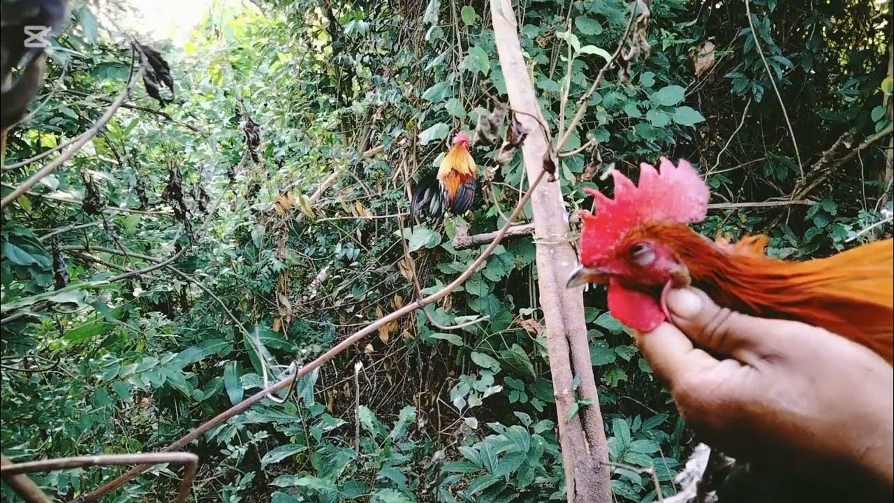 tus qaib na dib tuaj zoo kawg li/23/12/2024 - YouTube