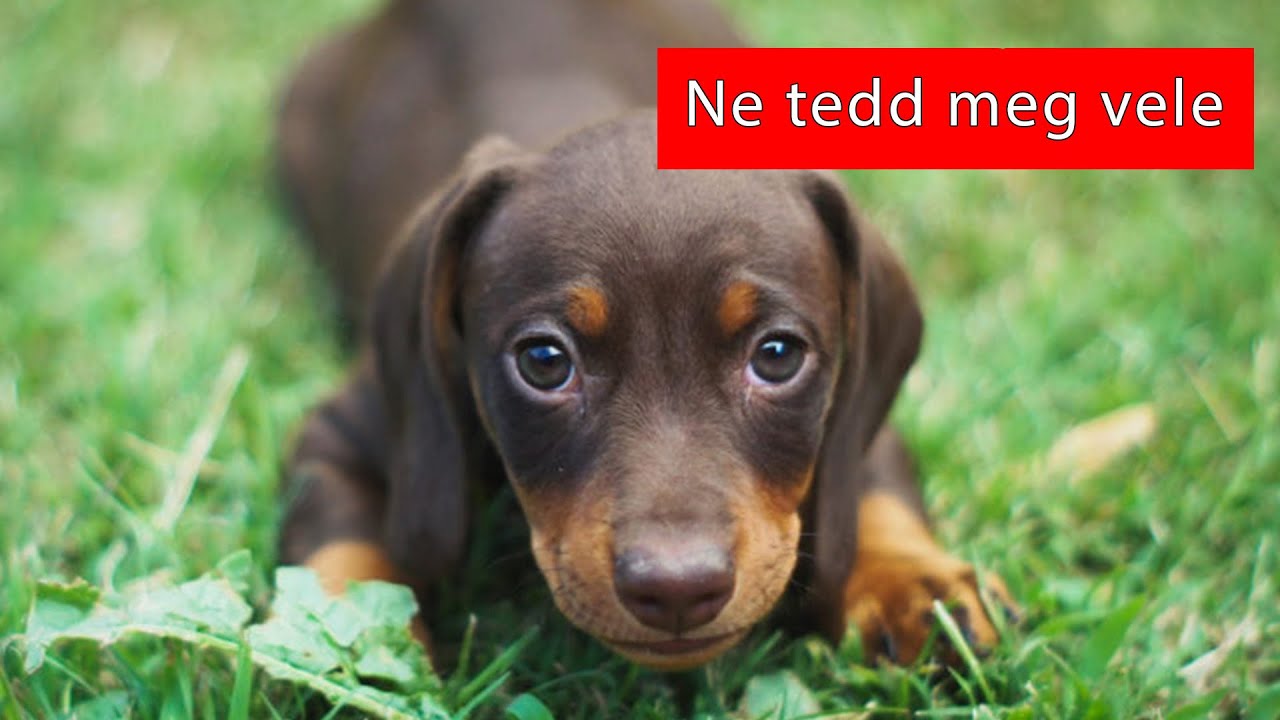 Soha ne tedd ezt a kutyáddal /toplista - YouTube
