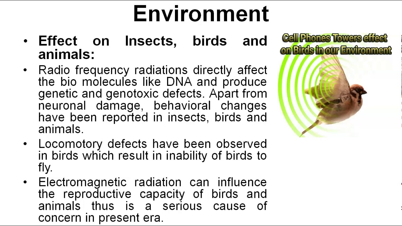 Radioactivity Effects On The Environment