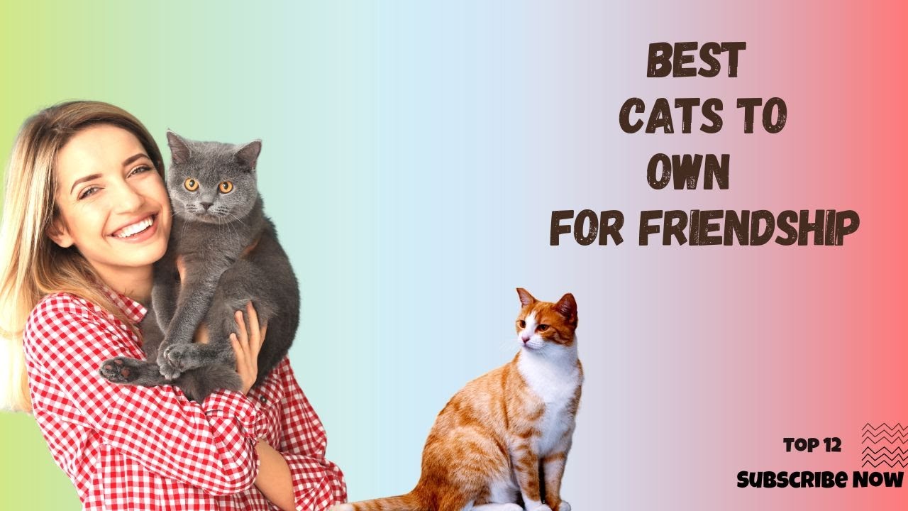 Top 12 Cat Breeds to Own for Friendly Pets 2023 😂 Best Cats Compilation ...