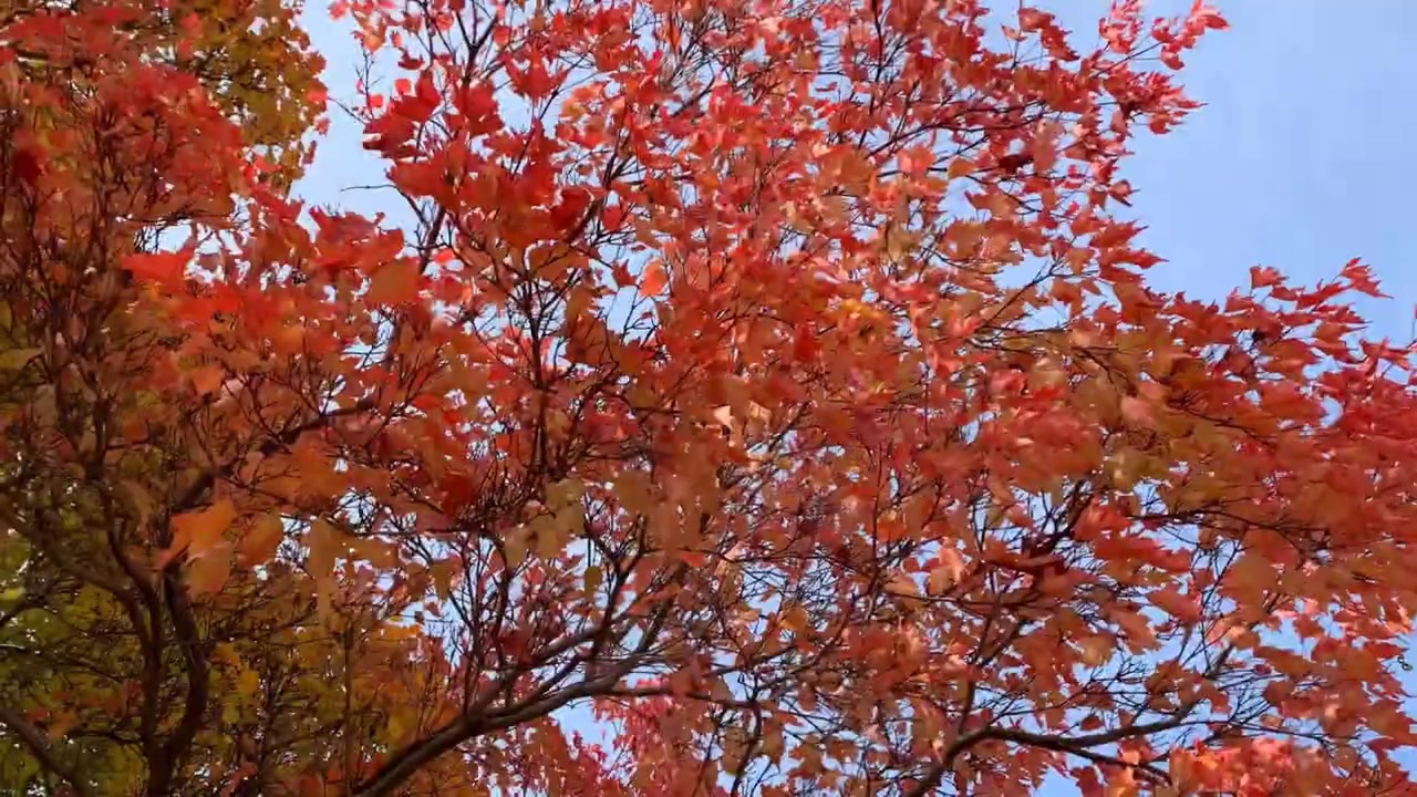 Fall in Edmonton Canada - YouTube