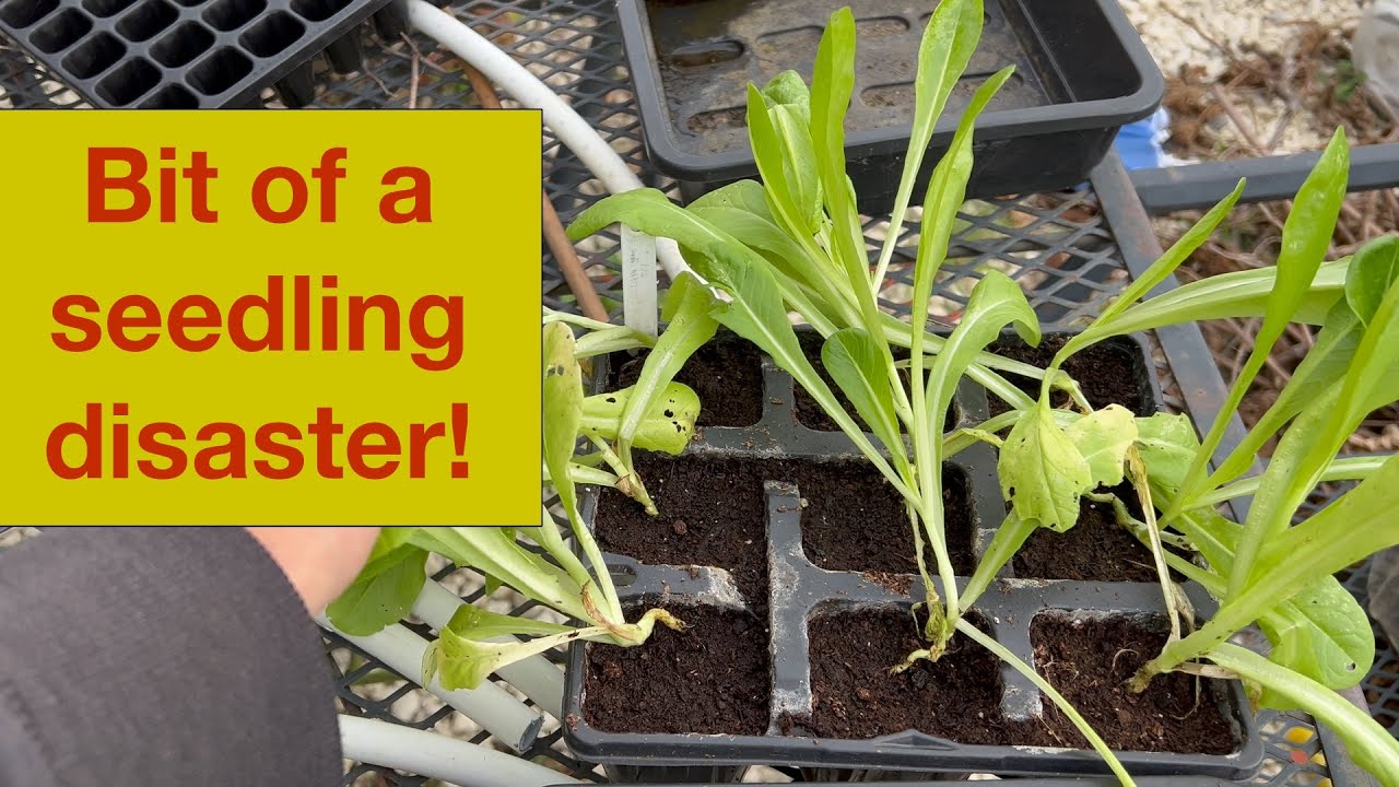 Sorting seedlings and planting overwintering crops - YouTube