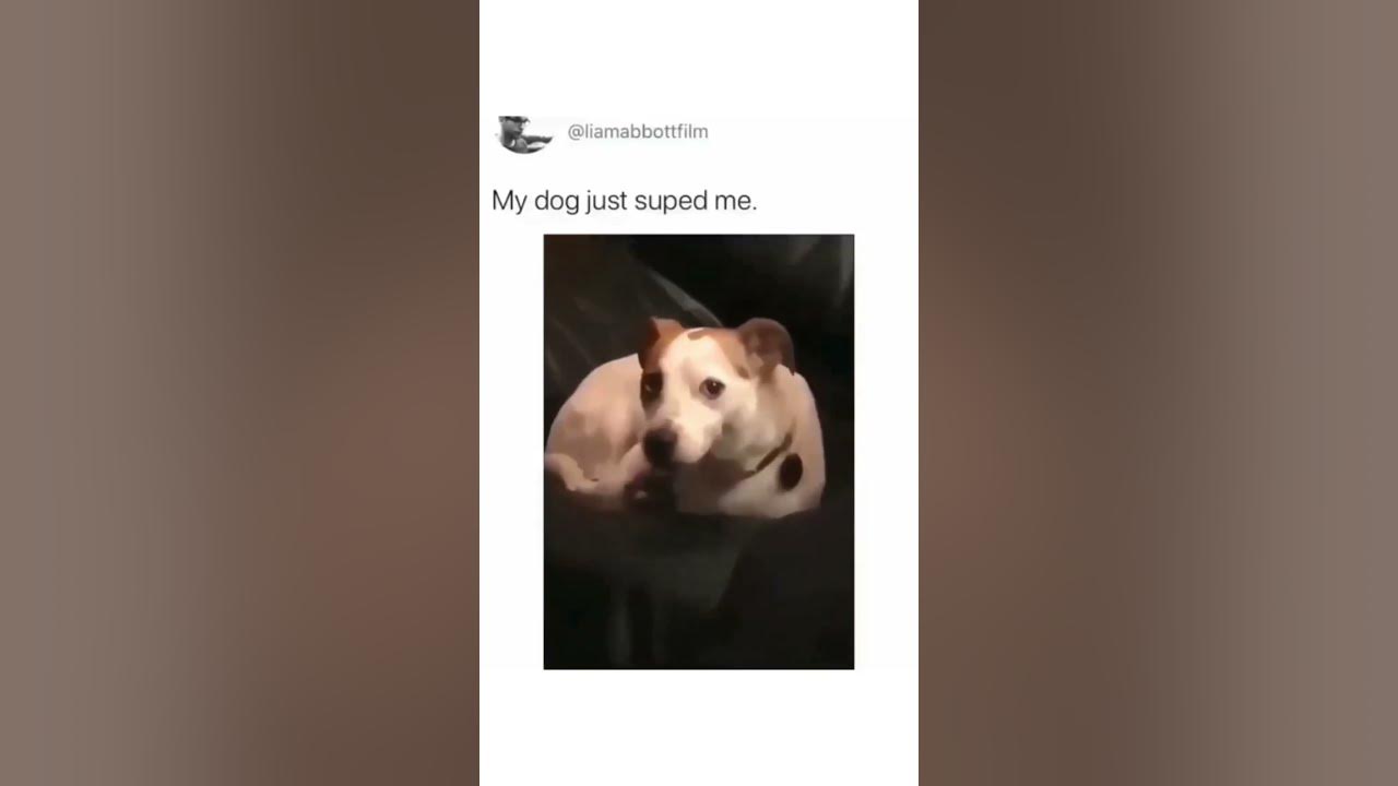 My Dog Just supped Me shorts YouTube my-dog-just-supped-me-shorts-youtube