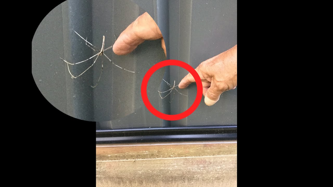 A Spider That Looks Like a Stick! - YouTube