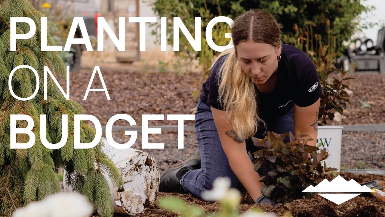 Planting On A Budget | Getting Started With Landscaping | Affordable ...