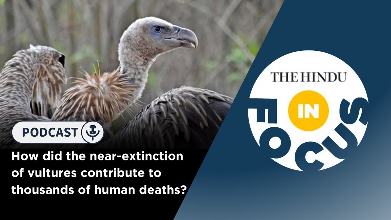 How did the near-extinction of vultures contribute to thousands of ...