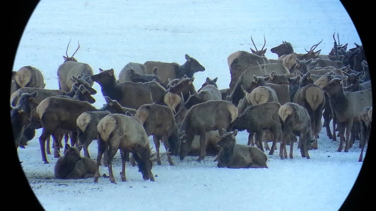 Hardware Ranch Elk - YouTube