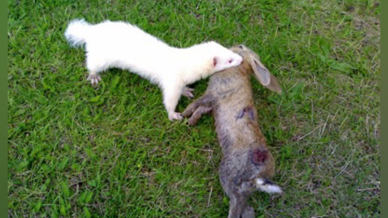Animals Attack: Epic Showdown - Ferret vs. Rabbit on the Meadow - YouTube