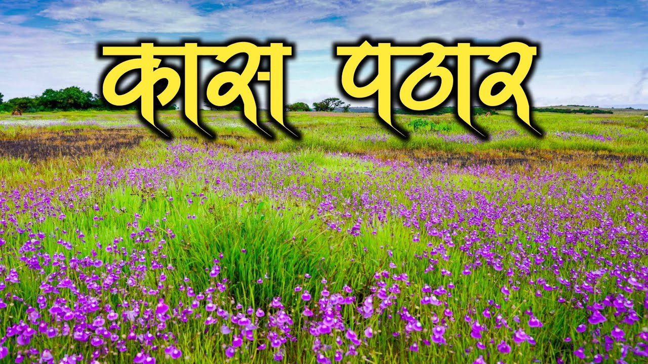 कास पठार|सातारा जिल्ह्यातील रमणीय पर्यटन स्थळ|Kas Pathar|Satara Tourist ...