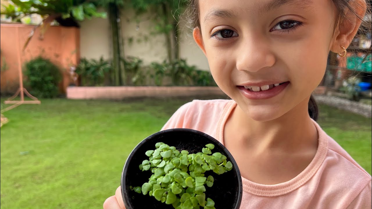 Observing a Growing Plant | Grade 2 | Science Project | SSCT - YouTube