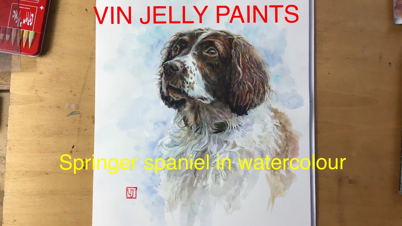 Springer Spaniel watercolour demonstration - YouTube