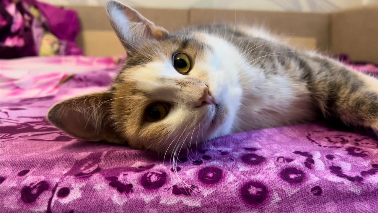 Daily life of kitten Loki and tiny birds, Loki is very gently with them ...