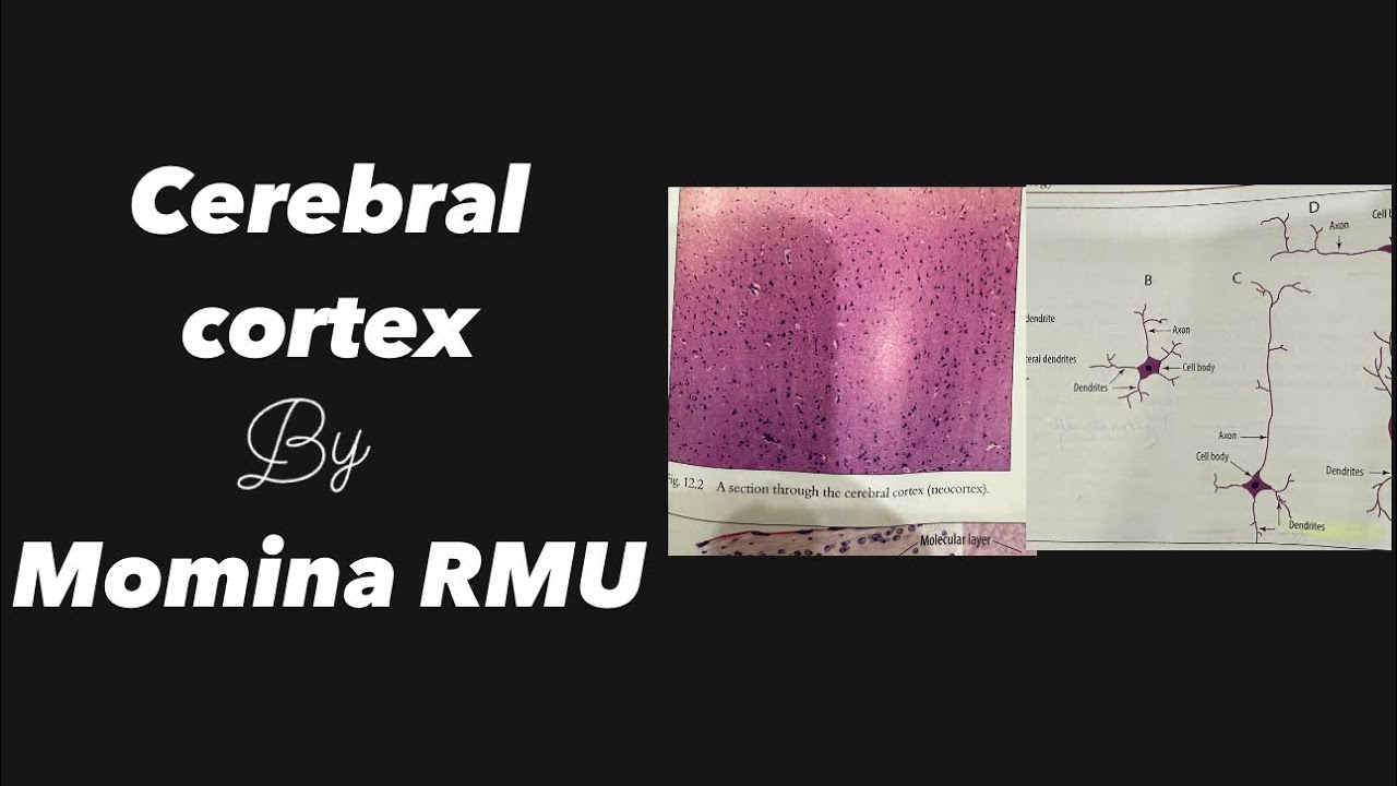 Cerebral cortex cells & layers | Histology | Nervous Tissue - YouTube