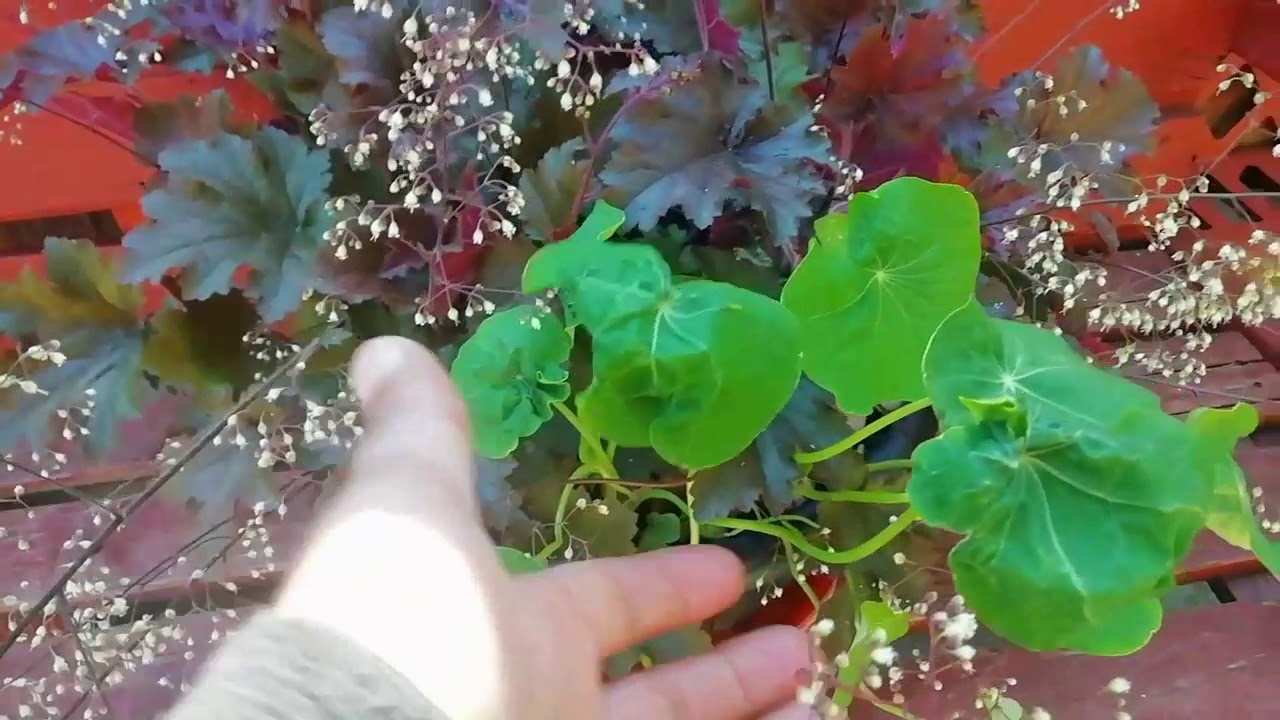 how to water a very dry plant - YouTube