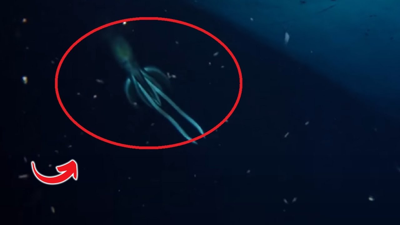 Top Mysterious Underwater Creatures Caught on Camera - YouTube