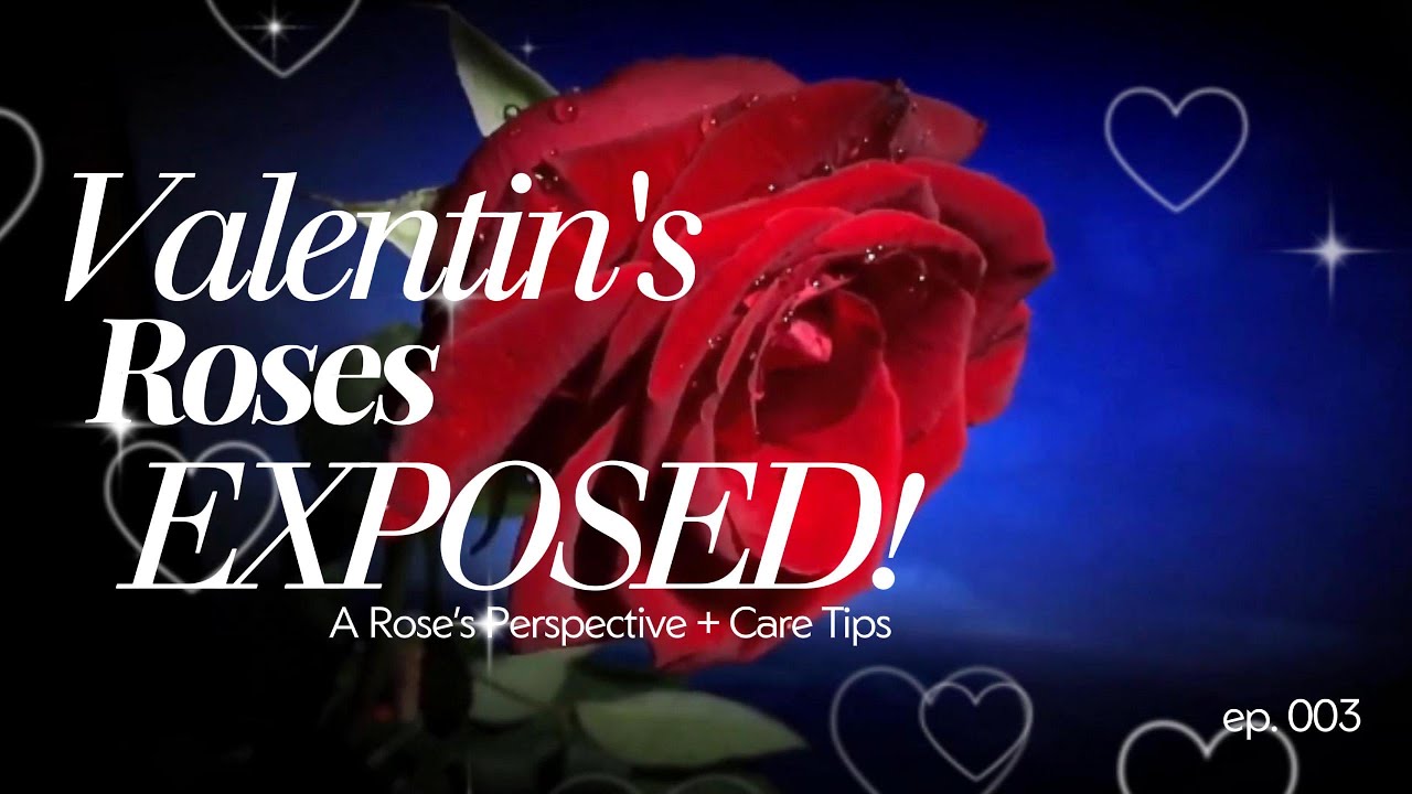🌹 What Roses REALLY Think About Valentine’s Day! | Rose Colors & Care ...