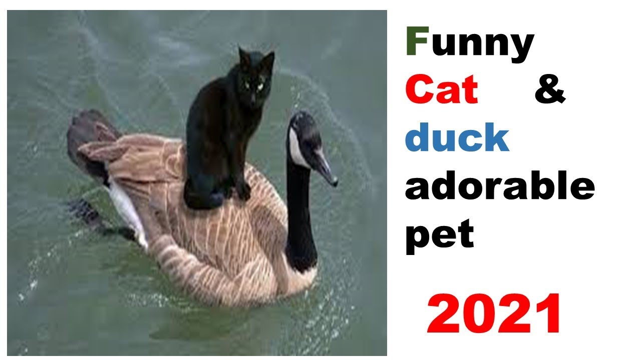 cat vs duck 2021 - YouTube
