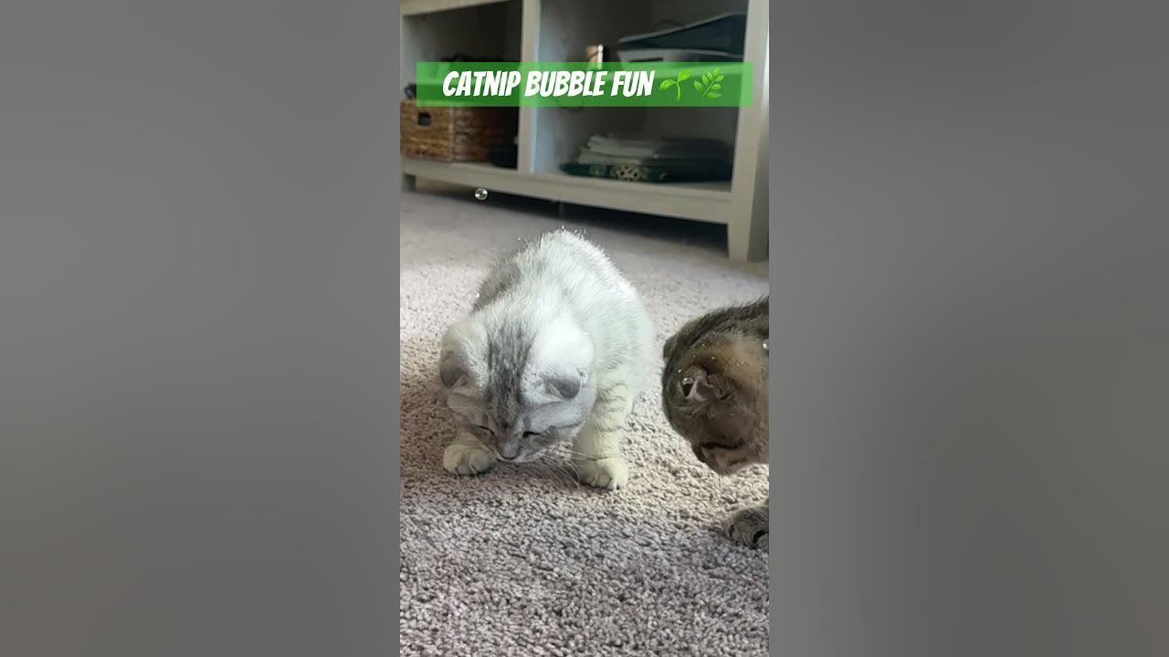 Catnip Bubbles🫧#Catnip #Cat #Bubbles #Funny #High #Kitten #CatVideos #FunnyCats #Cute #Adorable ...