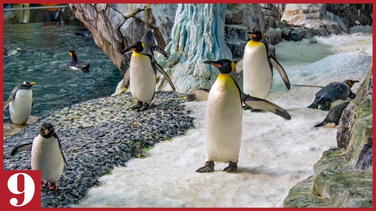 Sneak peek at SeaWorld's new Expedition Odyssey attraction - YouTube