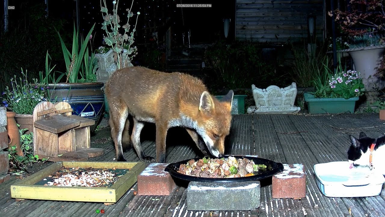 Fox dining with cat onlooker😸. - YouTube