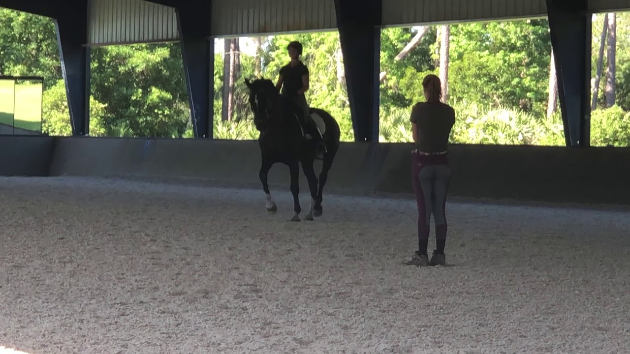 Anne Gribbon training a dressage horse at Knoll Dressage - YouTube