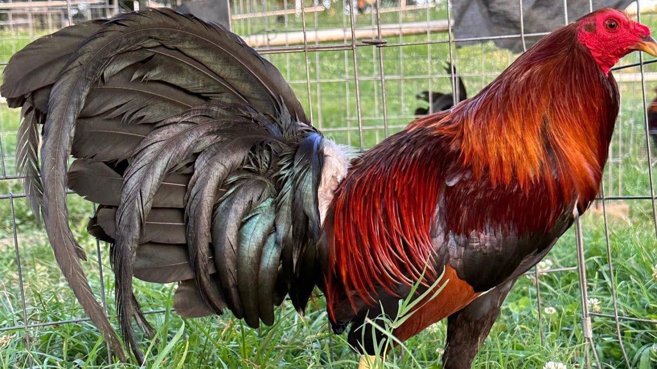 Pure Blueface Asil Grey - CornerStone Farms Alabama | Beautiful Birds ...