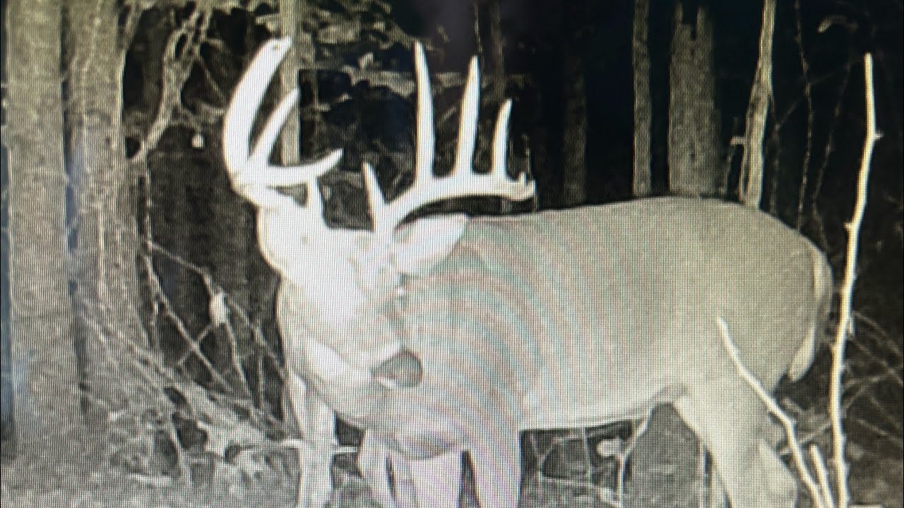 INSANE Big Buck Encounters Compilation! | Best Moments from This Year ...