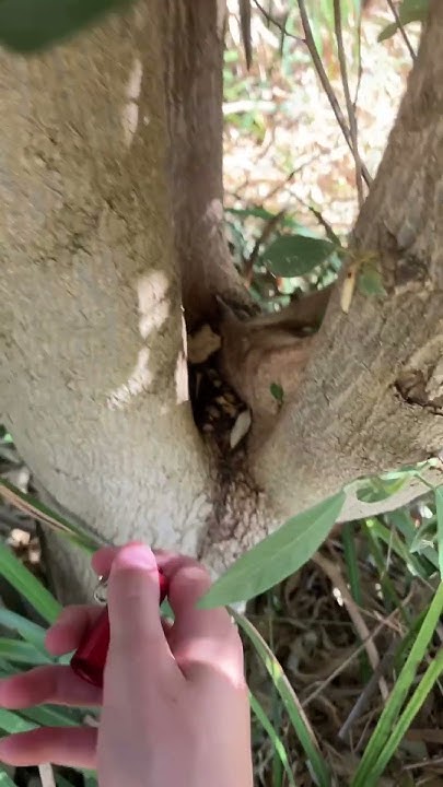 Cool tree cache - YouTube