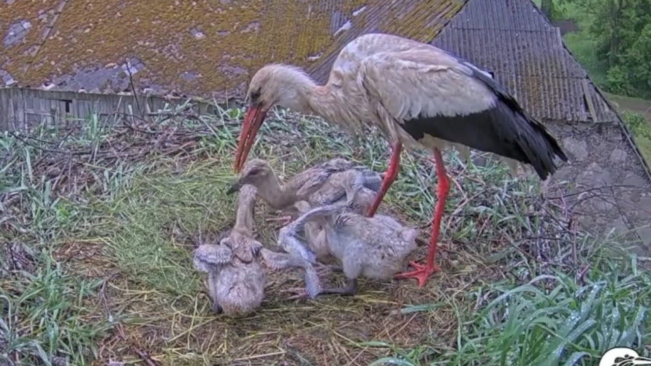 Mom storks brings food for three chicks | White storks in Tukums | Jun ...