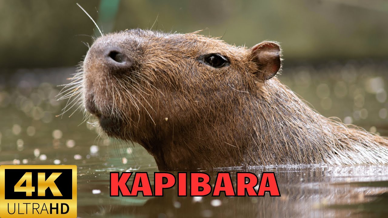 Majestatyczne zwierzęta | KAPIBARA - Najbardziej wyluzowane zwierzę ...