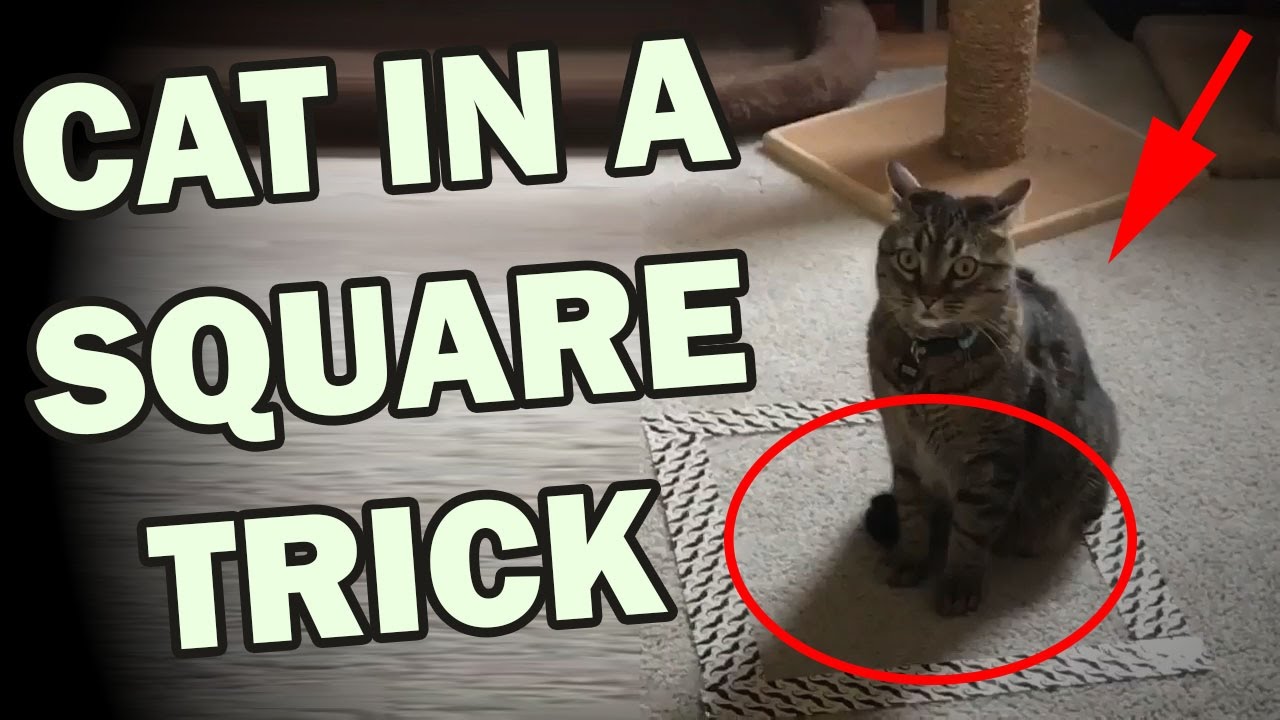 Cat in Square Trap Trick: Definitely Try This At Home! - YouTube