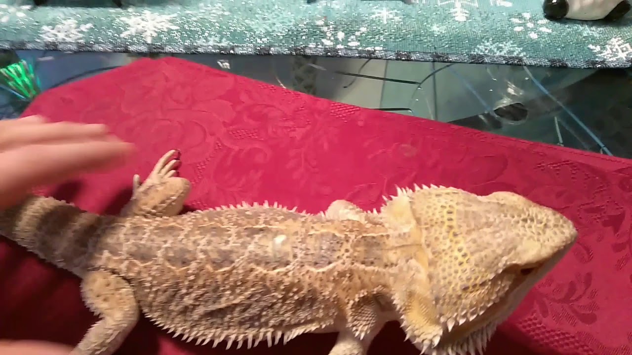 Bearded Dragon weird spot on back - YouTube