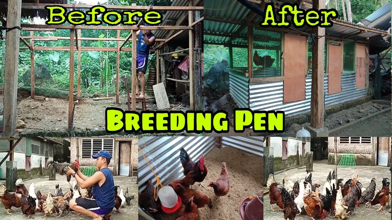PAANO GUMAWA NG BREEDING PEN PARA SA ATING MANOKAN | MAGKANO? | FREE ...