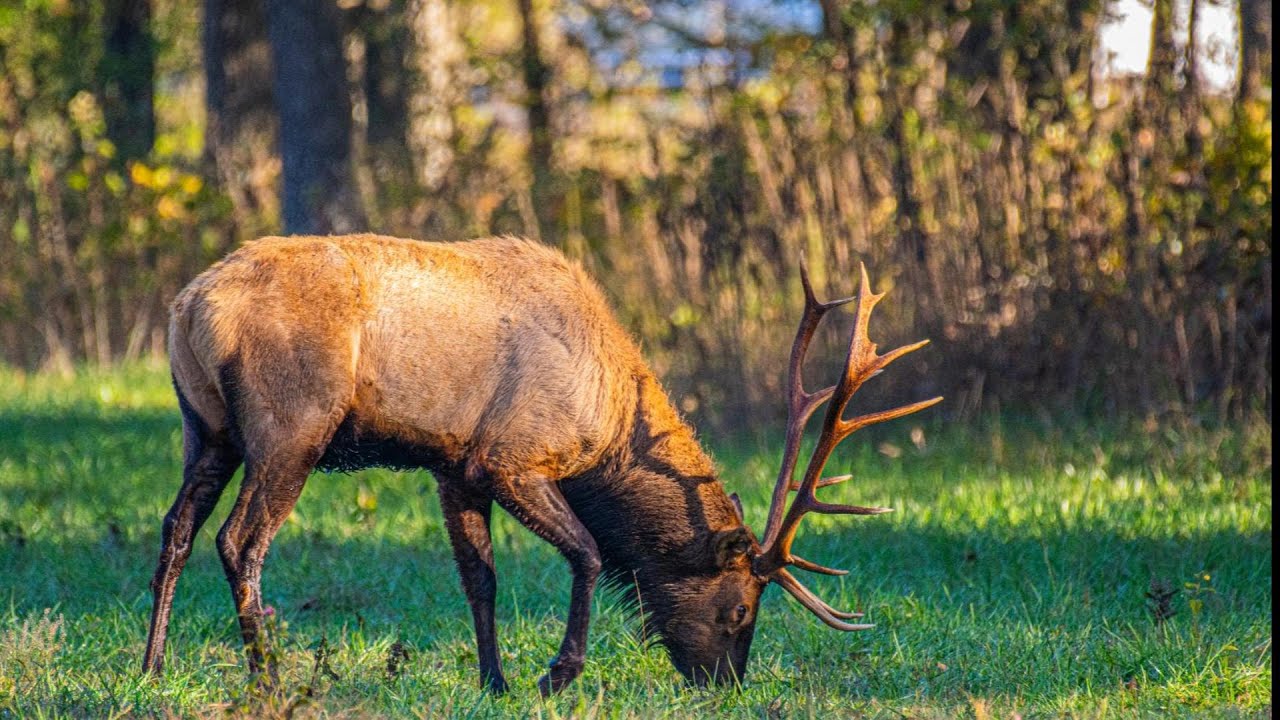 Elk Bugle in Kentucky | Land Between the Lakes | Elk & Bison Prairie ...
