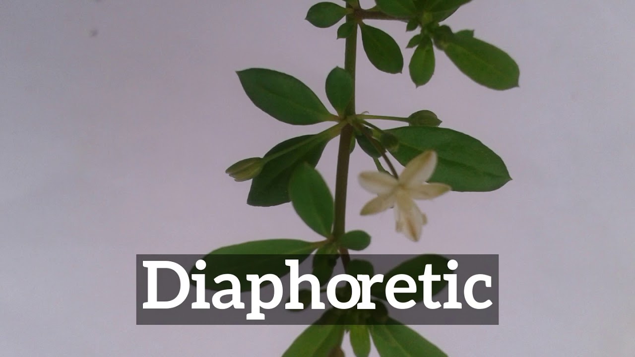 What is Diaphoretic? | How Does Diaphoretic Look? | How to Say ...