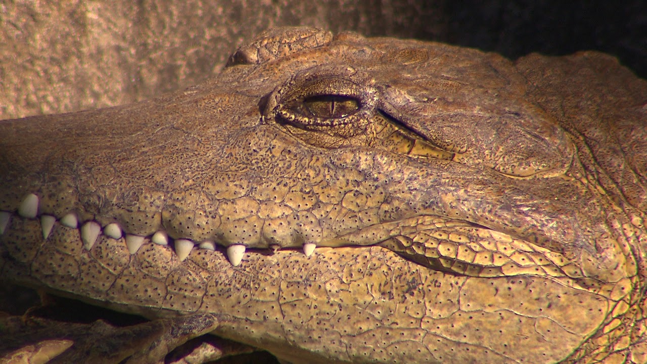 Sleepy Crocodile - YouTube