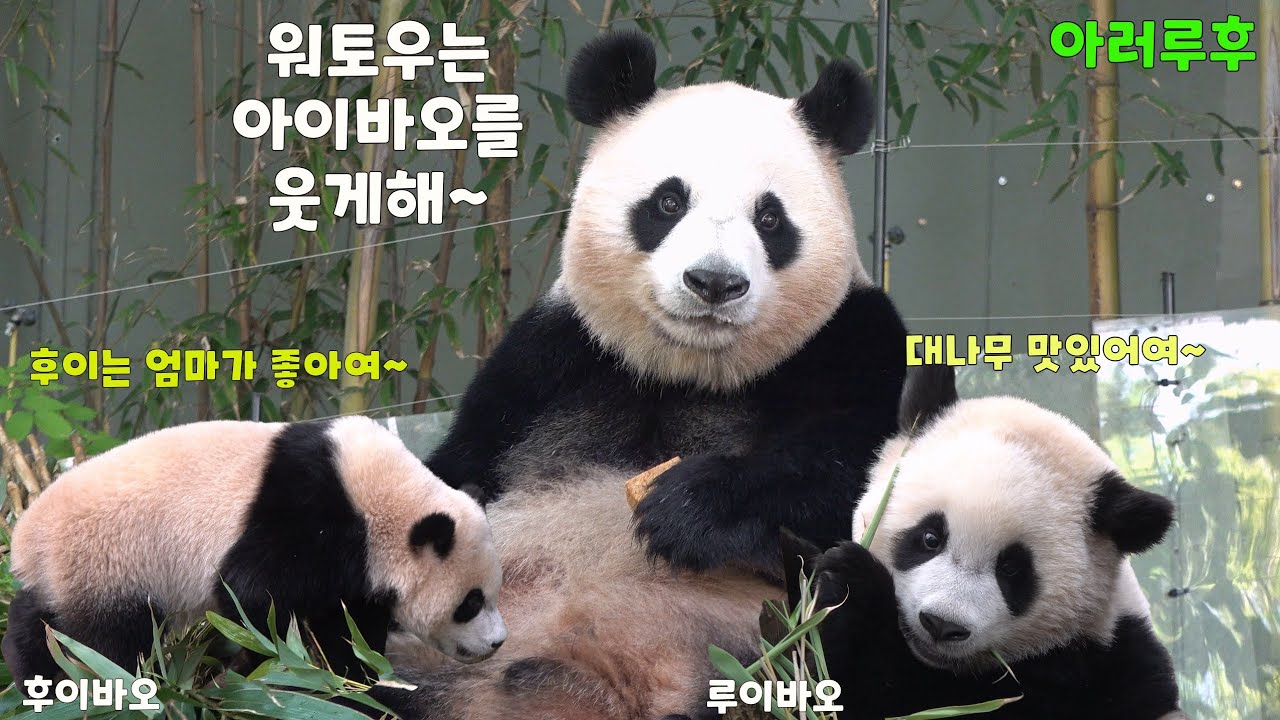 에버랜드 판다 워토우는 아이바오를 웃게해~ 후이바오는 엄마가 좋아서 졸졸졸 따라다니고 루이바오는 어부바 나무에서 대나무 냠냠 러바오는 아이스락에서 낮잠